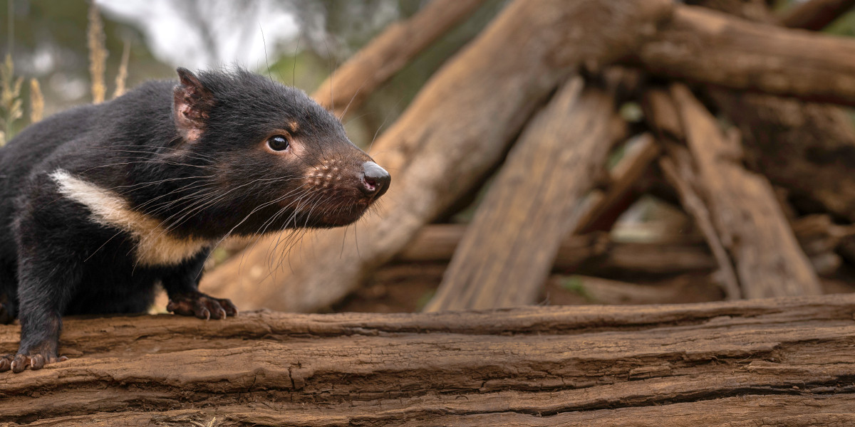 Aussie Ark helps local wildlife flourish